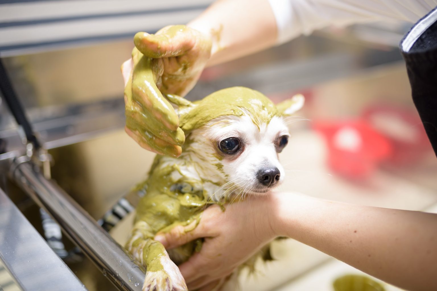 メニュー・料金 | Dog Salon MOFU (ドッグサロンモフ) | 名古屋市千種区のトリミングサロン