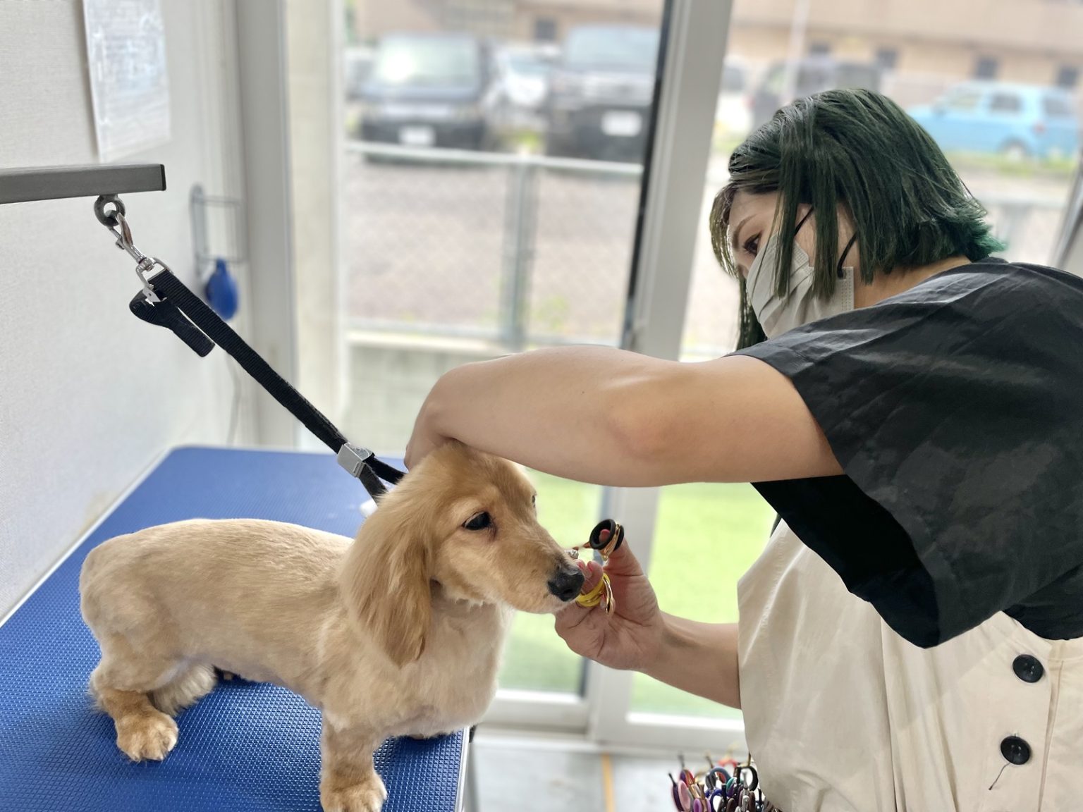 当店について | Dog Salon MOFU (ドッグサロンモフ) | 名古屋市千種区のトリミングサロン